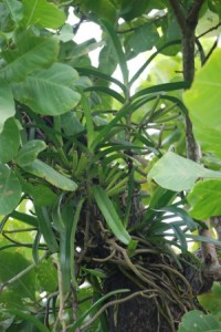 Acampe praemorsa – The Orchid Society of Karnataka