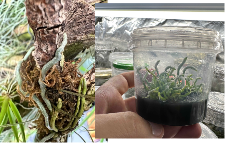 Unravelling the mystery of Ghost orchid – Dendrophylax lindenii – The ...